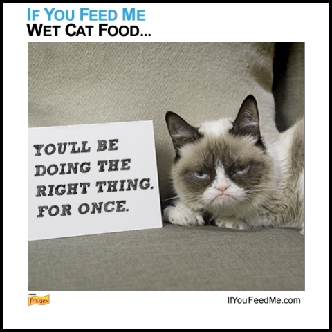 Top Internet Celebrity Cats Join Together for the First Time to Support ...