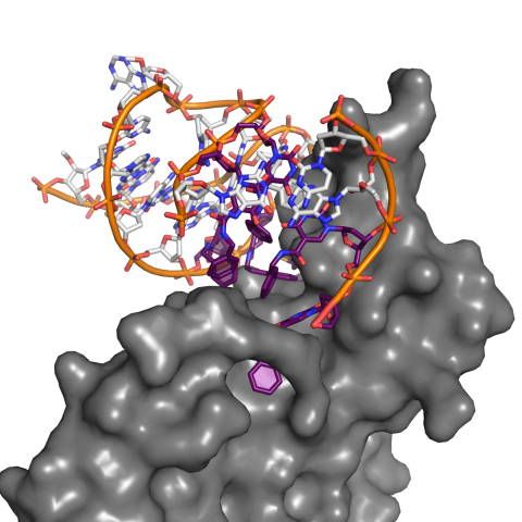 NEC Corporation to Market SomaLogic’s SOMAscan™ Assay in Japan ...