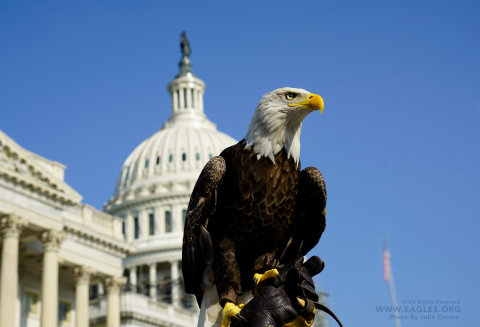 June 20 is American Eagle Day | Business Wire