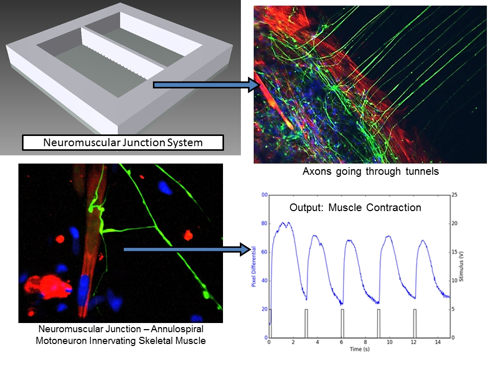 Human-on-a-chip Company Hesperos Licenses First Functional Stem-Cell Derived Neuromuscular ...