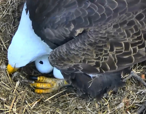 Mr. President & The First Lady's Two Eggs Soon Due to Pip & Hatch ...