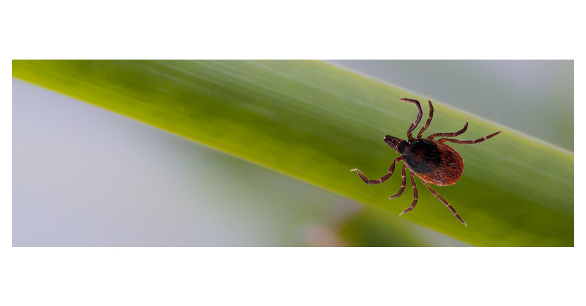 FDA Clears Gold Standard Diagnostics’ Borrelia burgdorferi IgG/IgM ...