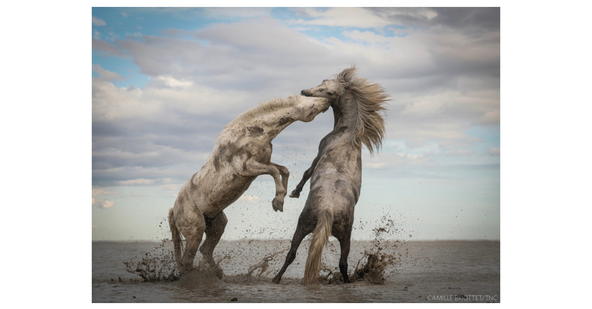The Nature Conservancy Announces 2018 Global Photo Contest Winners ...