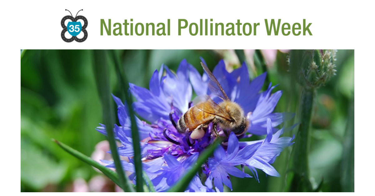 Syngenta hits the road to commemorate National Pollinator Week ...