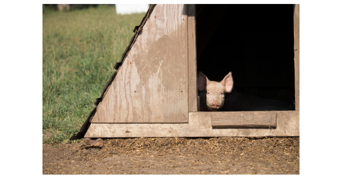 Niman Ranch to Double Farmer Network in 10 Years; 1500 Farmers and ...