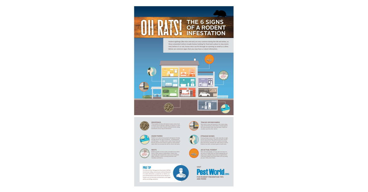 What’s That Noise? Six Tell-Tale Signs of a Rodent Infestation ...