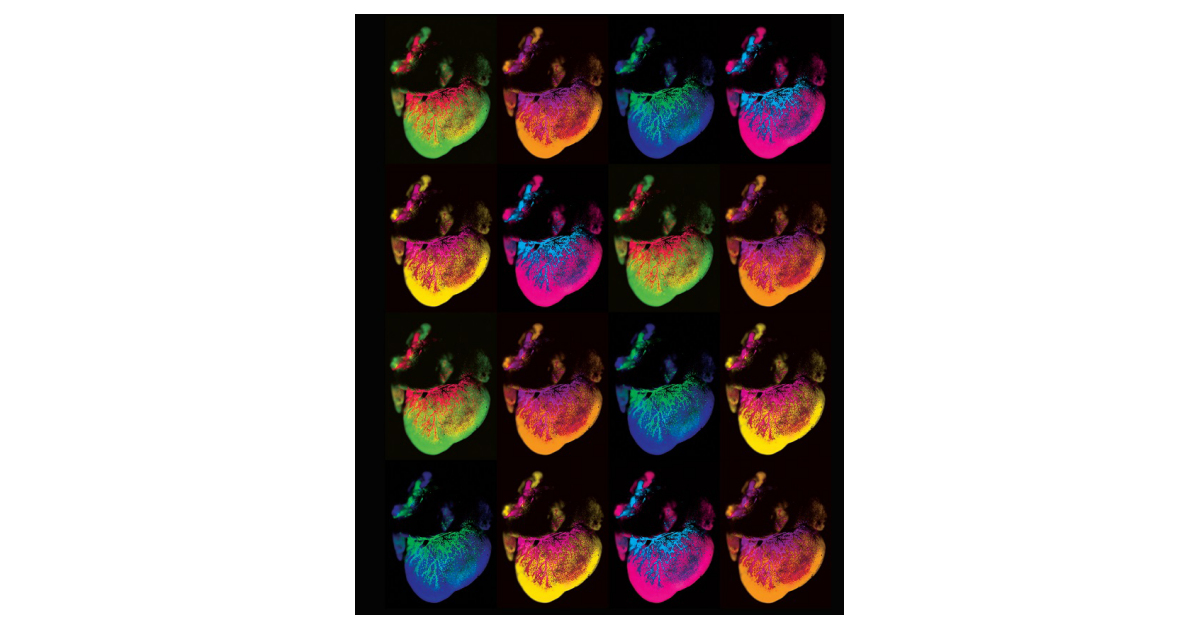 New Exhibition at NC Museum of Art Showcases the ‘Art of Science and ...