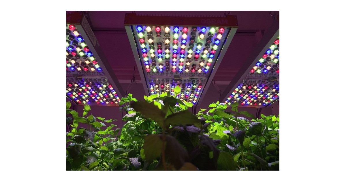 Osram Unveils Grow Light System for Horticulture Research | Business Wire