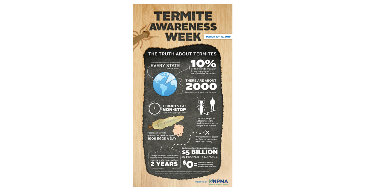 How to Spot, and Stop, Termite Infestations Before They Take Hold ...