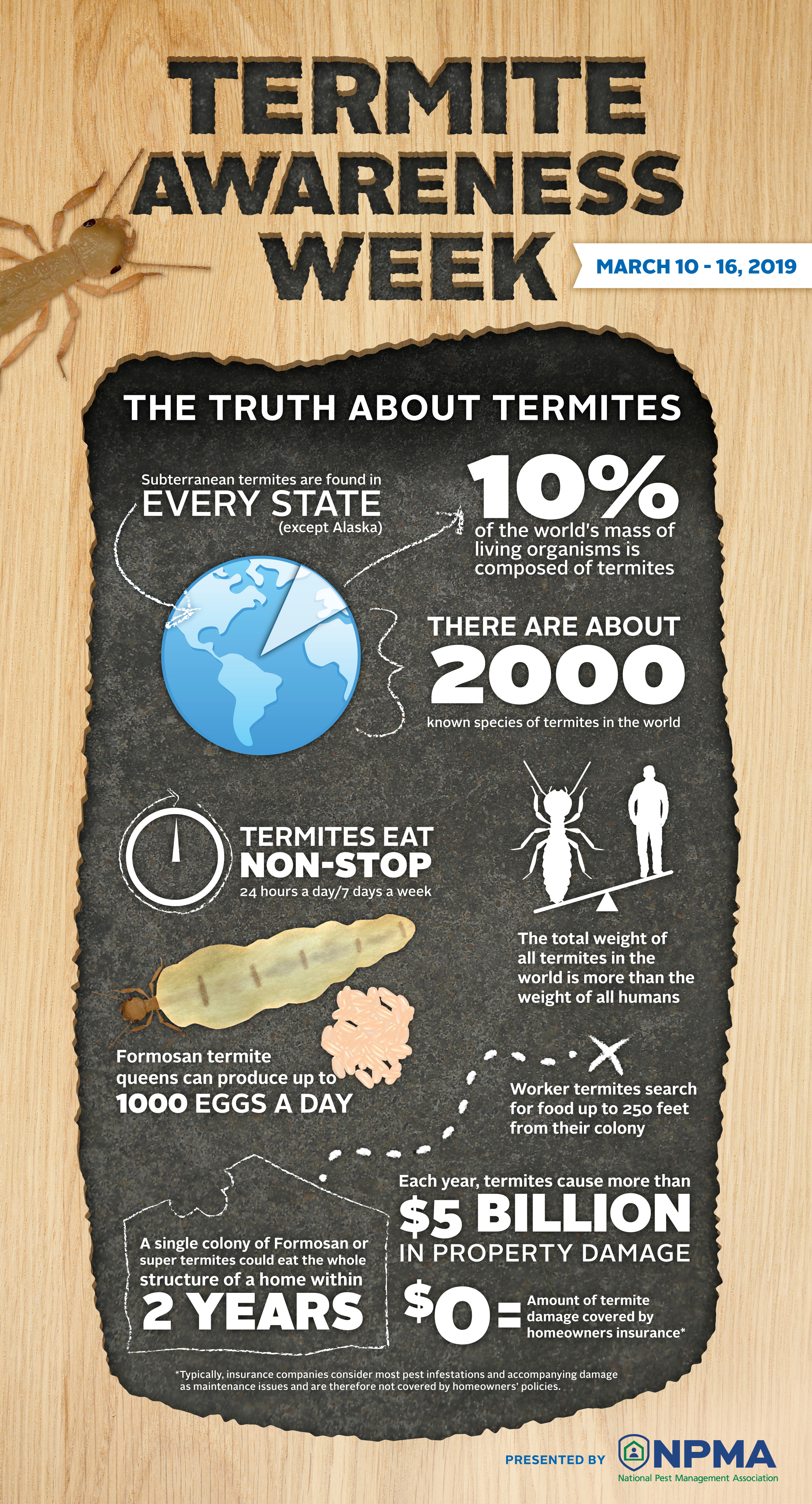 How to Spot, and Stop, Termite Infestations Before They Take Hold ...