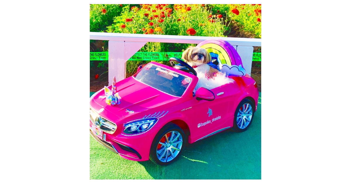 Cupcake's Chronicles LLC Shares the Story of Cupcake, the Malnourished ...