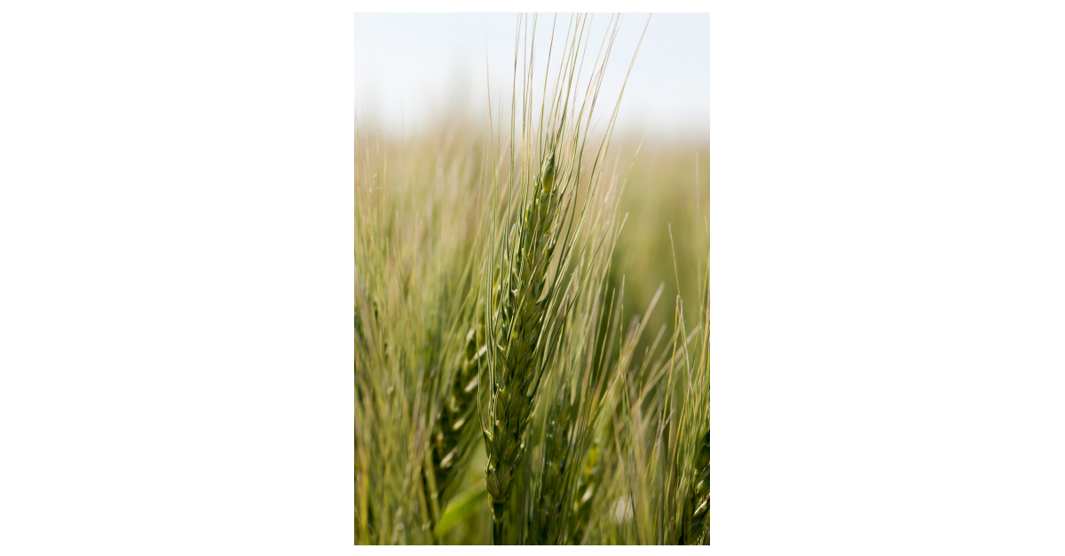 University of Minnesota Releases 'MN-Washburn' Wheat | Business Wire
