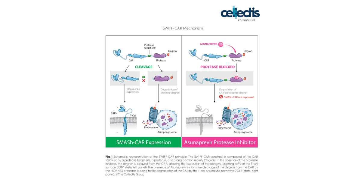 Cellectis Publishes New CAR Design to Control CAR T-Cells in Non-Lethal ...