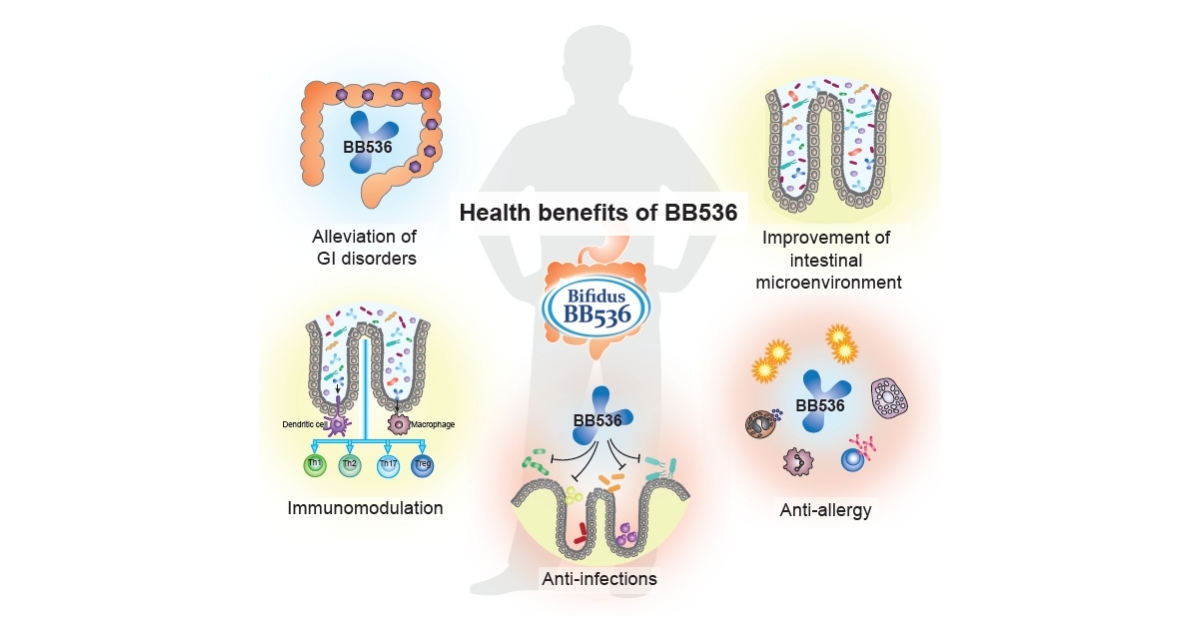 Samenvatting: Morinaga Milk’s probiotische bifidobacterium longum BB536 ...