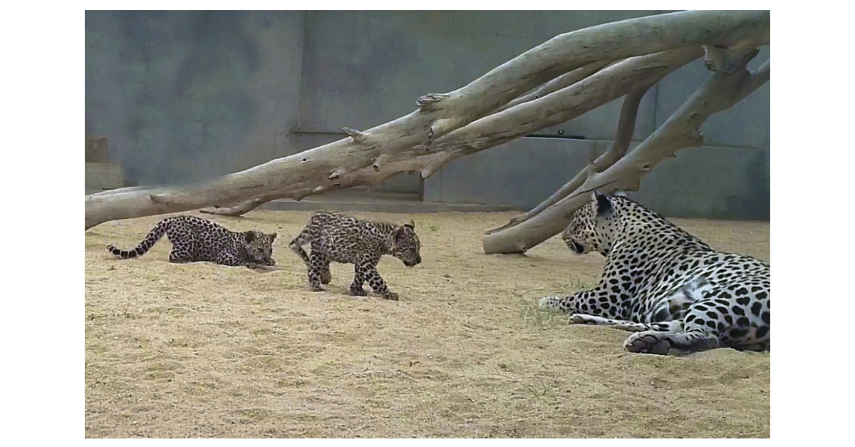 Saudi Arabia’s Royal Commission for AlUla Announces Birth of Two ...