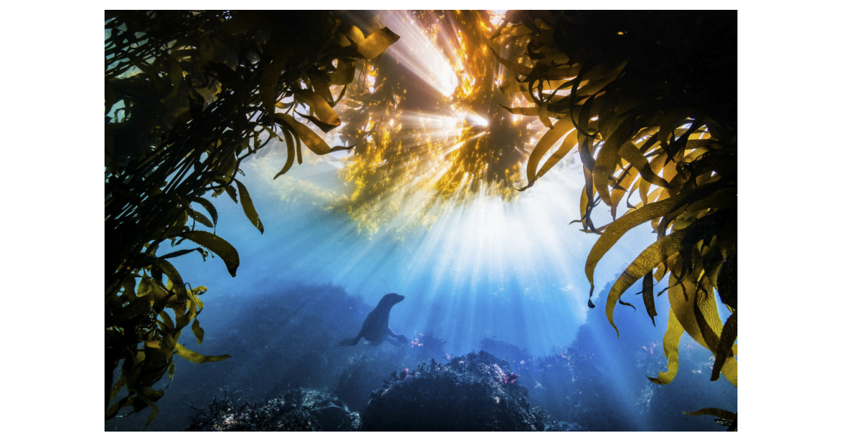 The Nature Conservancy Announces 2019 Photo Contest Winners | Business Wire