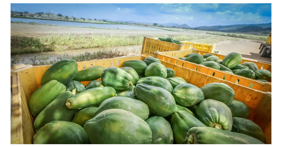 Caribbean Produce Exchange Sends Container Filled With Hope, Solidarity ...