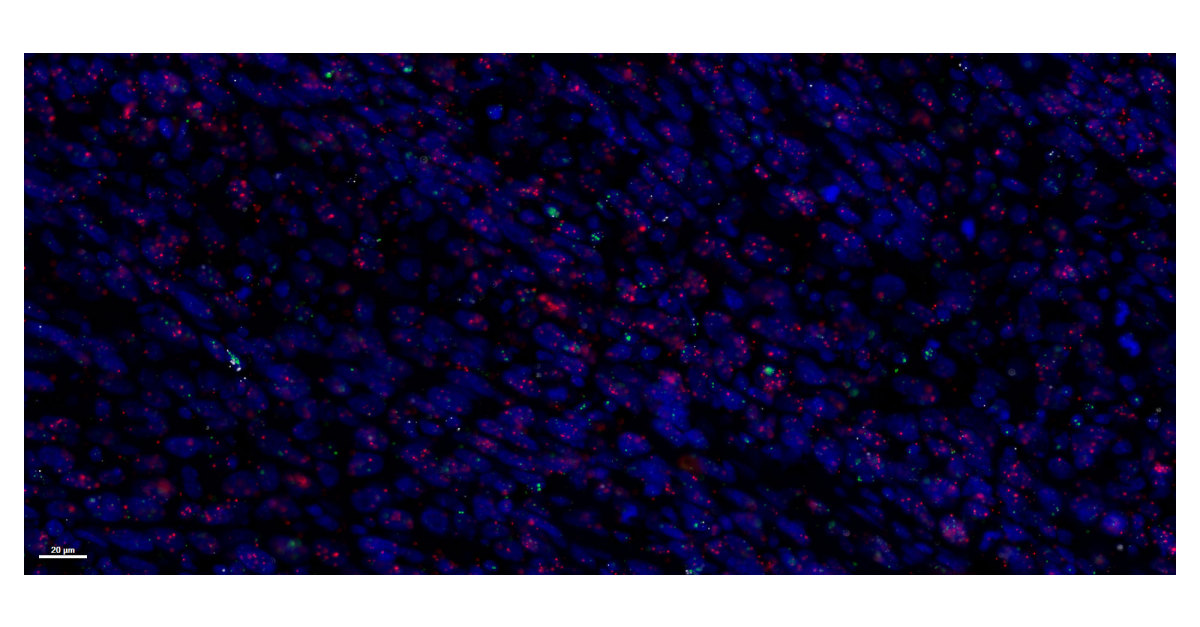 NanoString and Bio-Techne Announce Offering of RNAscope Reagents ...