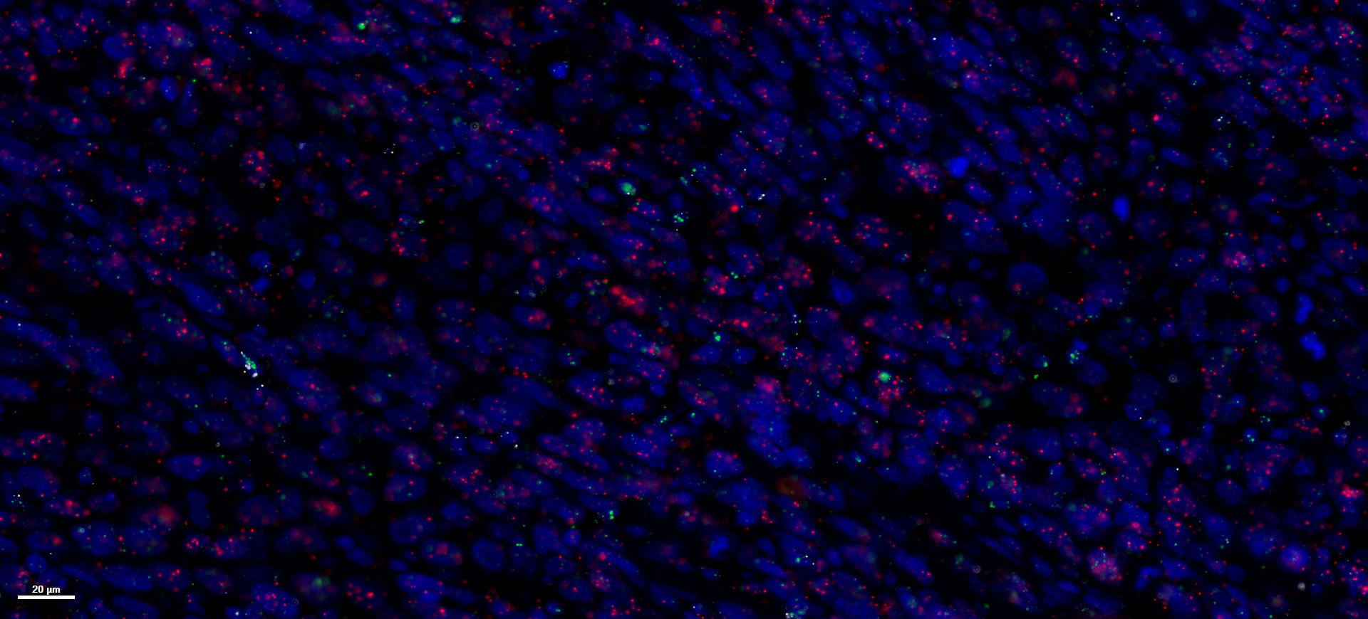 NanoString and Bio-Techne Announce Offering of RNAscope Reagents ...