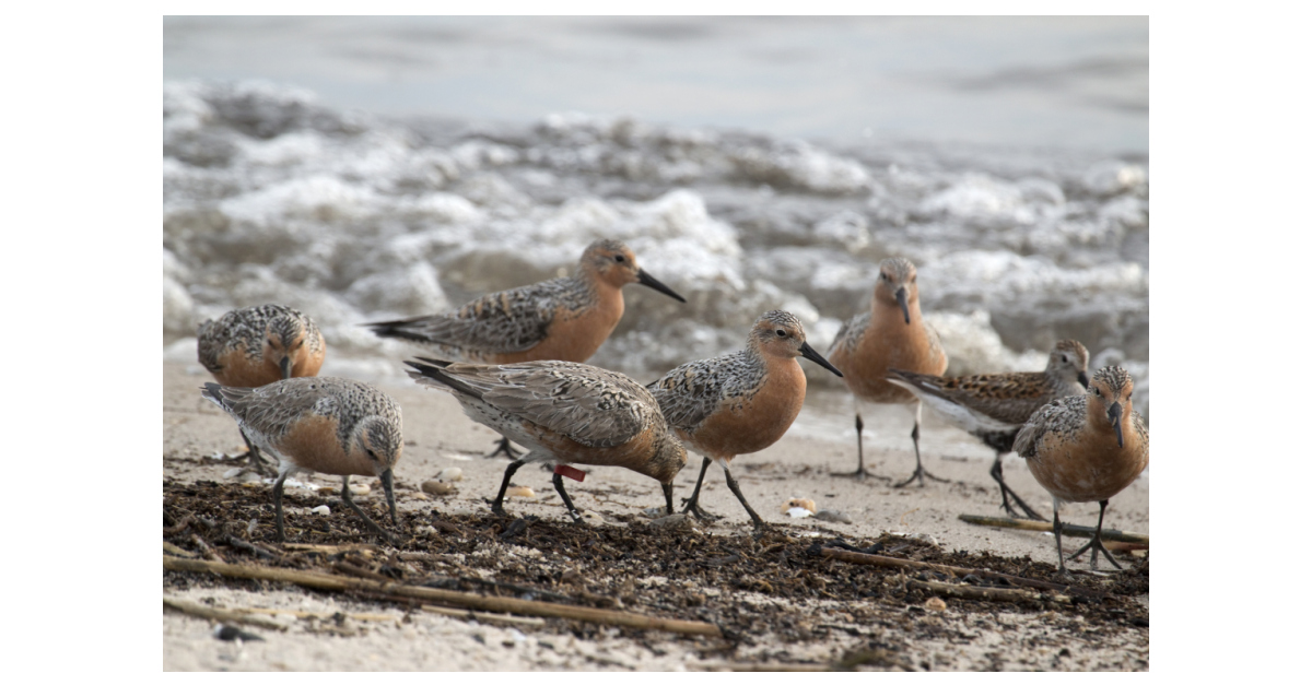 Atlantic Shores Offshore Wind Launches Conservation-Focused Study on ...