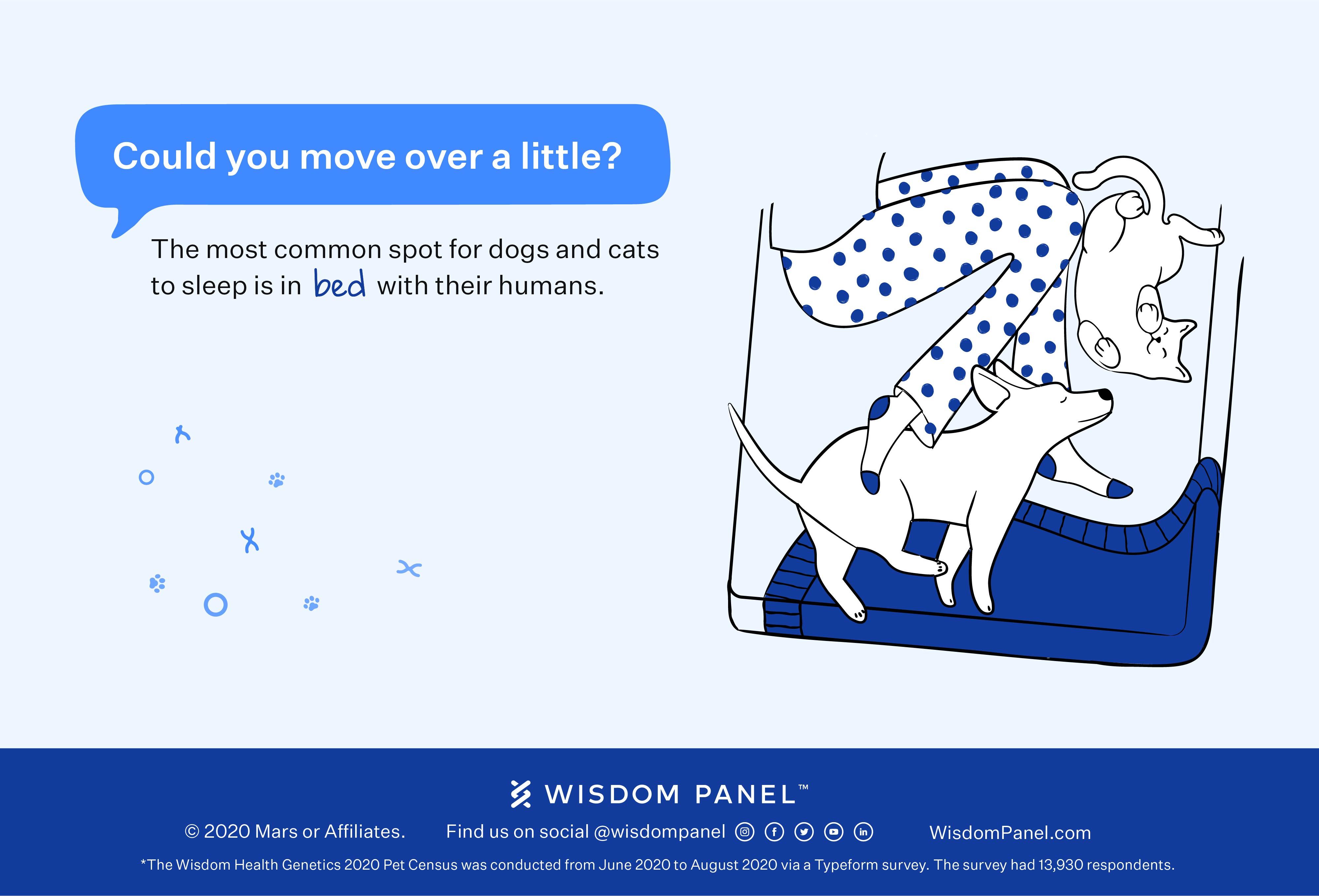 Are Dogs Better Than Cats Survey