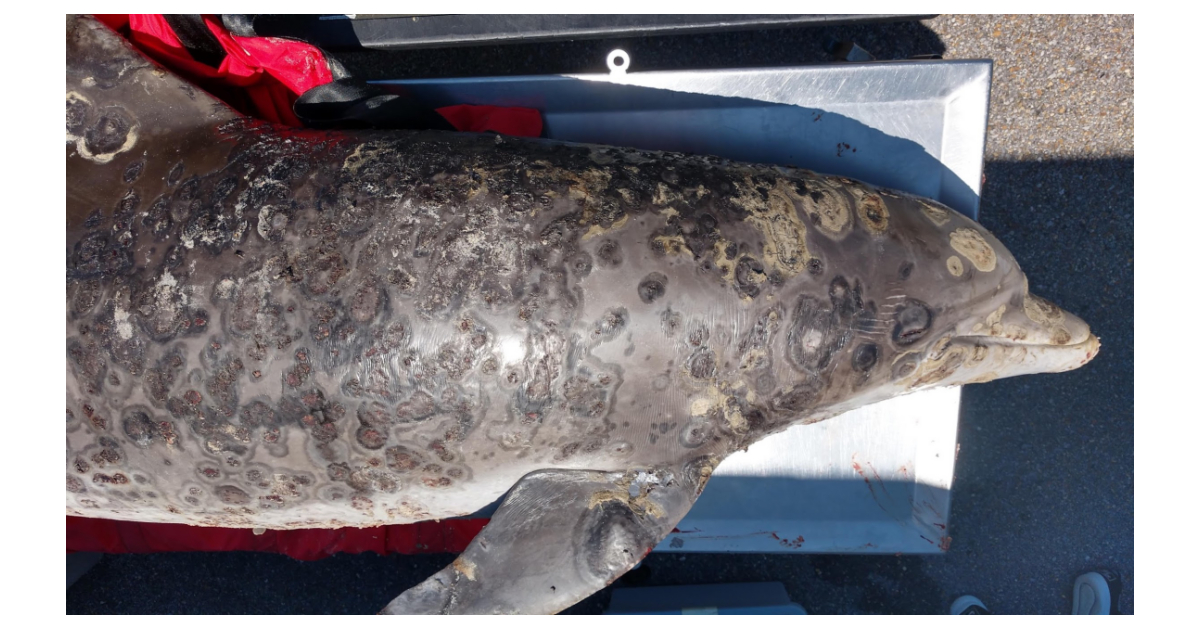 Devastating Skin Disease Covering Up to 70% of a Dolphin’s Body Tied to ...