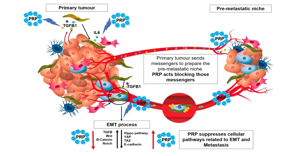 Propanc Biopharma Analyzes Pancreatic Proenzymes Vs T-Cell Therapy ...