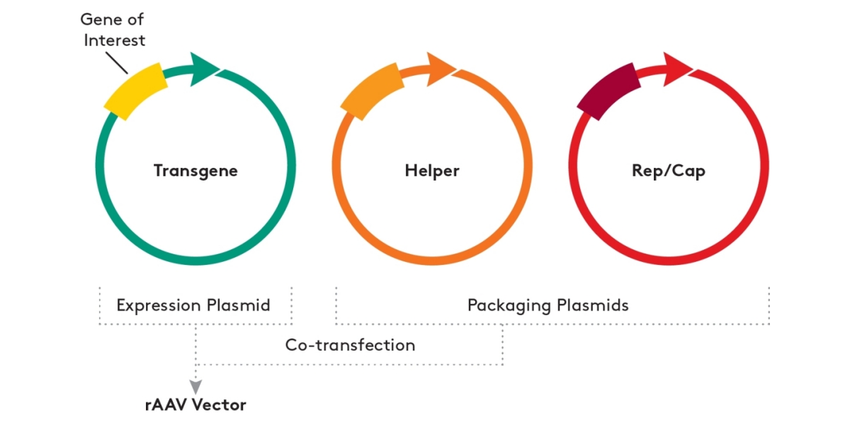 Aldevron Now Offering AAV Rep/Cap Plasmids for Viral Vector Production ...