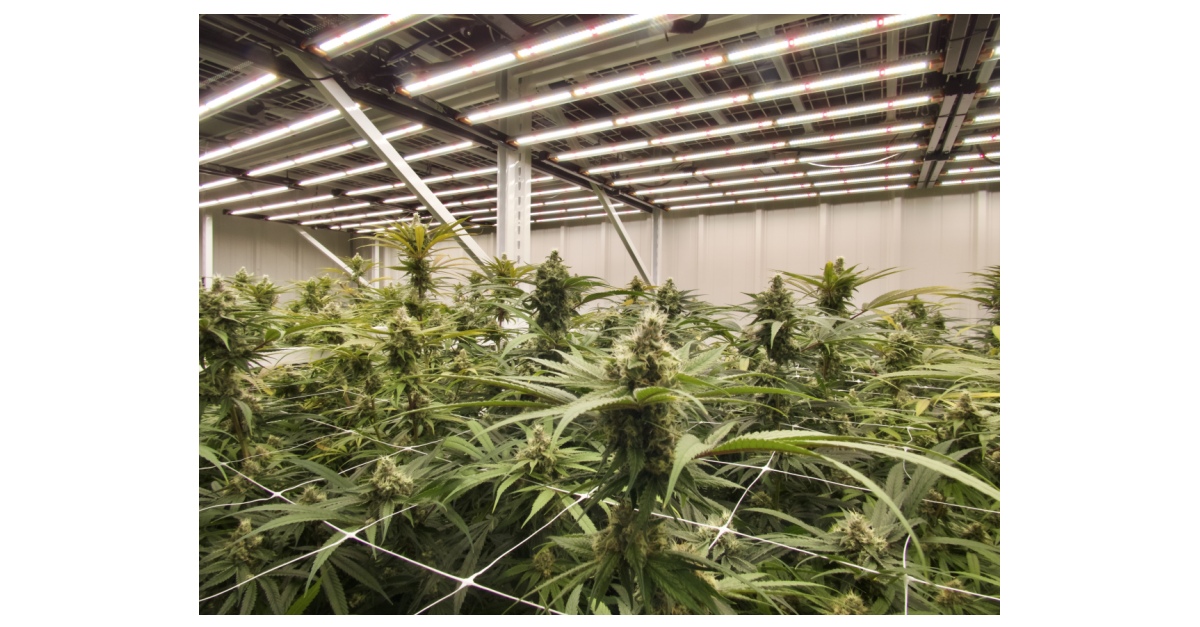 Harbor Farmz and Fluence Incorporate LED Lighting into Facility with ...