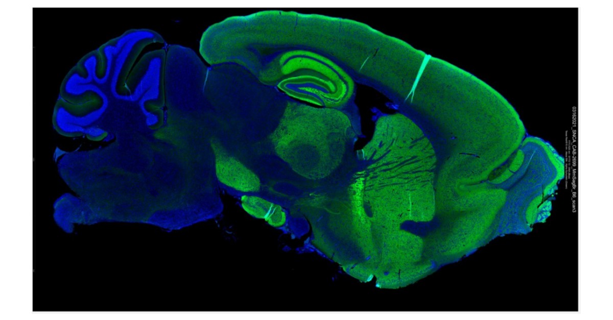 NanoString's GeoMx Mouse Whole Transcriptome Atlas Expands Leadership ...