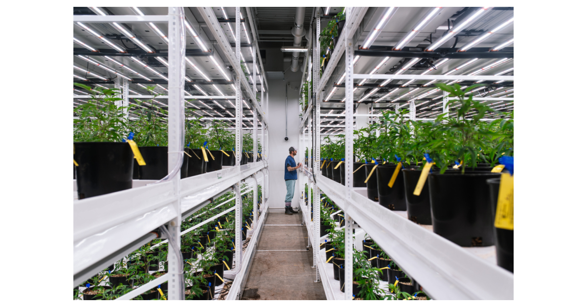 Fluence and Proper Cannabis Partner, Introduce Advanced LED Lighting to ...