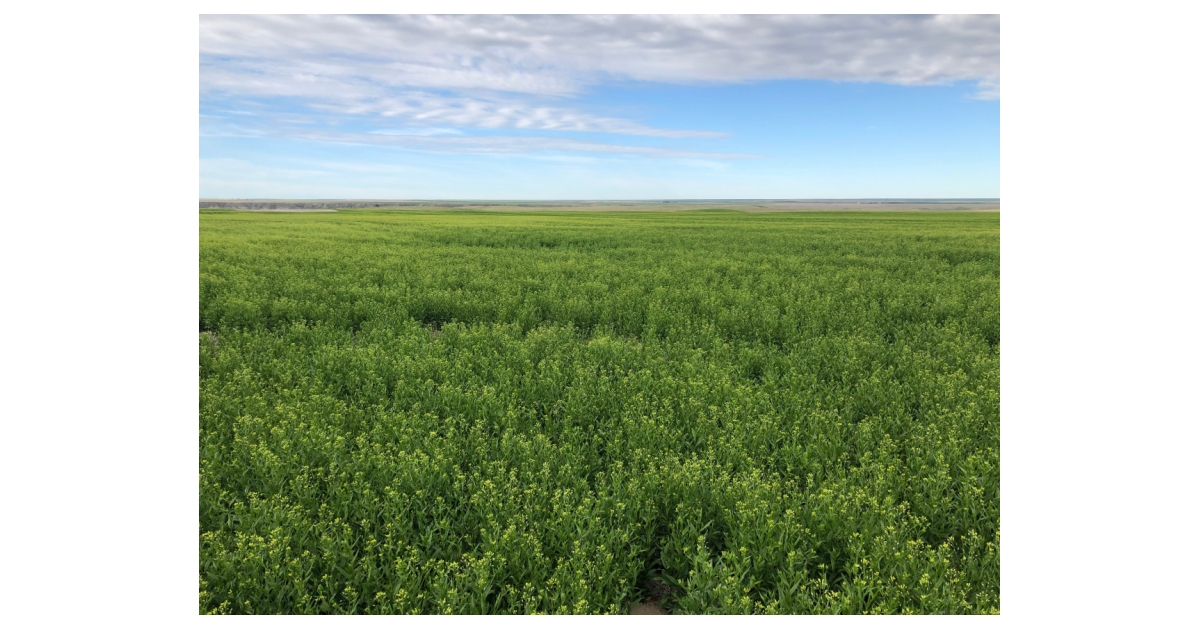 Global Clean Energy Holdings, Inc. Provides Mid-Year Corporate Update | Business Wire