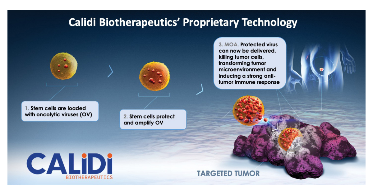 ADDING MULTIMEDIA Calidi Biotherapeutics Announces Exclusive License ...