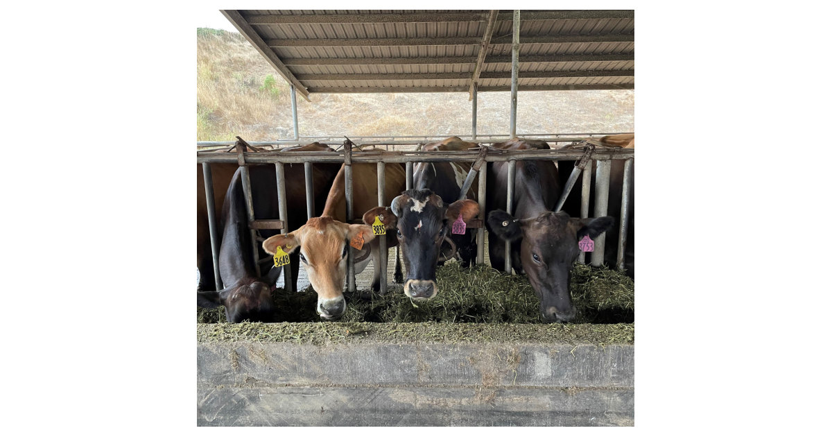 Straus Dairy Farm and Blue Ocean Barns Demonstrate a Dramatic Climate ...