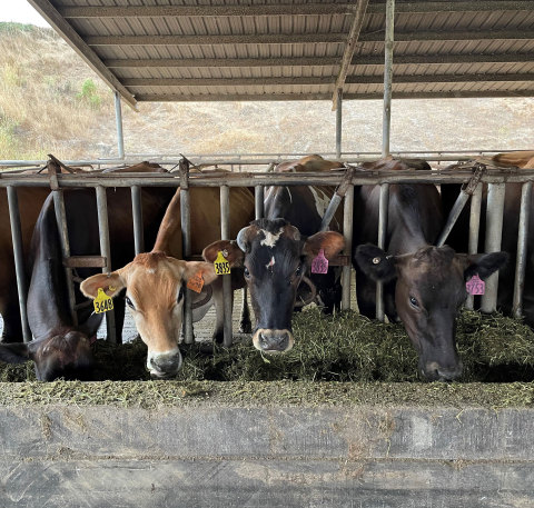 Straus Dairy Farm and Blue Ocean Barns Demonstrate a Dramatic Climate ...