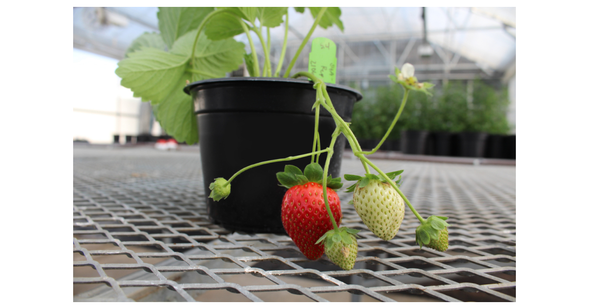 J.R. Simplot Company and Plant Sciences Inc. Forge Strategic Alliance ...