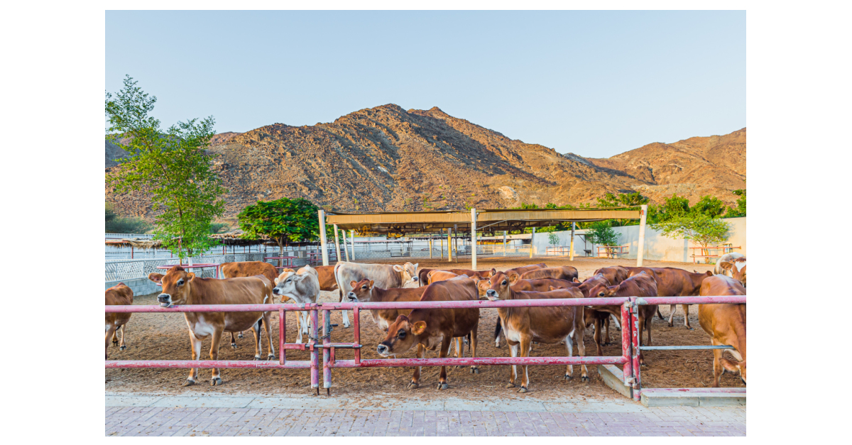 UAE’s Rumailah Farms Offers Public Behind-the-Scenes Look at Expansive ...