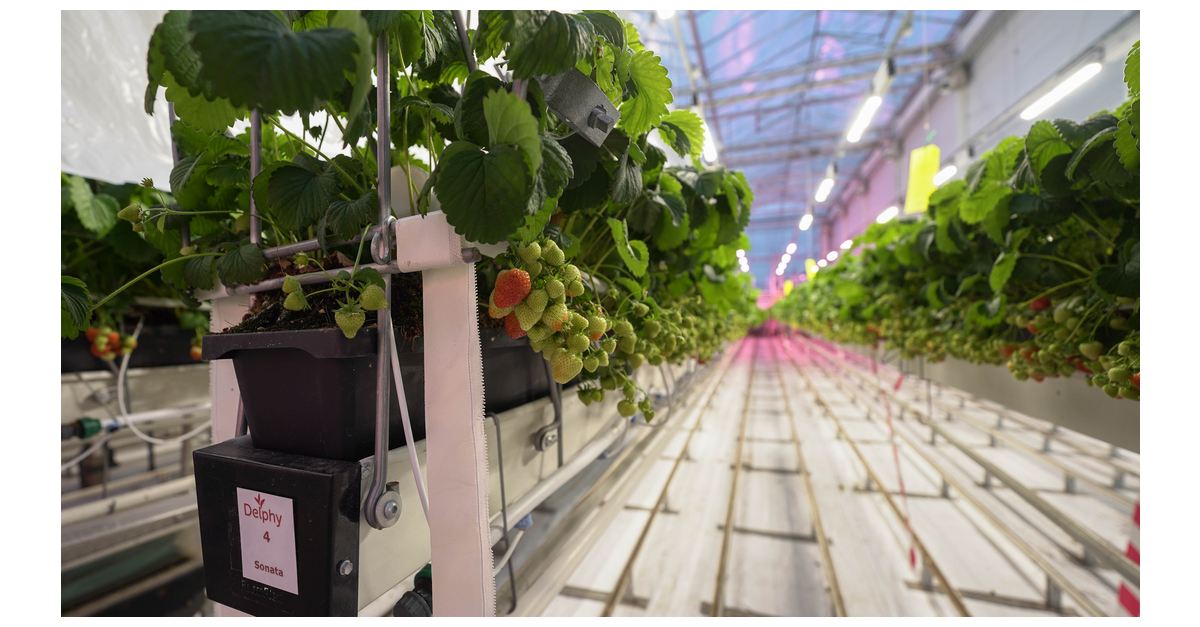 Fluence Announces Strawberry Research Results, Revealing Higher Yields ...