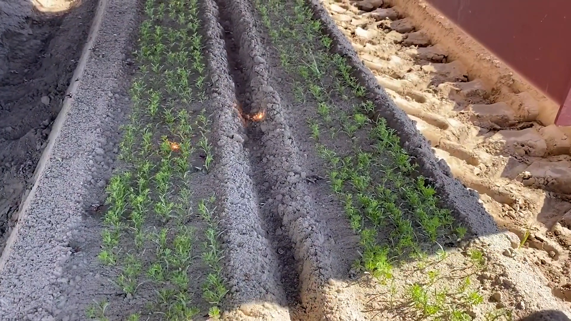 Carbon Robotics Unveils New LaserWeeder with 30 Lasers to Autonomously ...