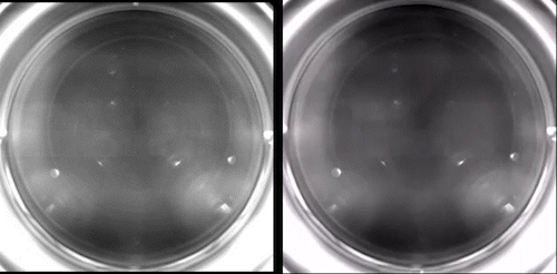 Curi Bio Acquires CarTox™ Technology from StemBioSys, Announces Launch of Nautilus™ Optical ...