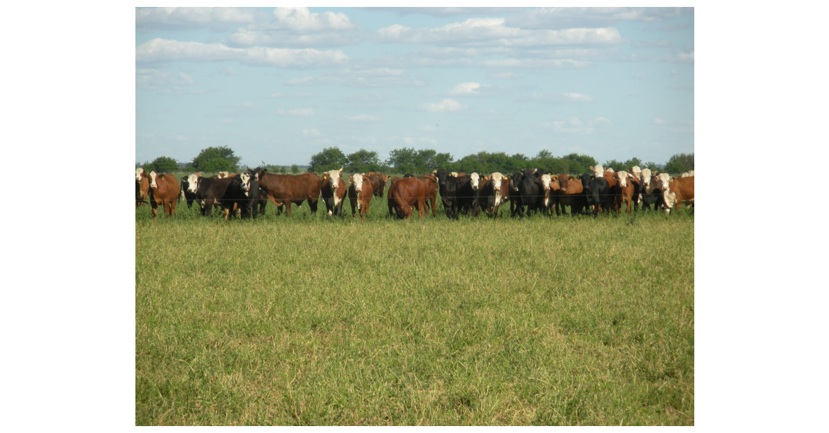 New Alternative Natural Feed Additive for Beef and Dairy Cattle ...