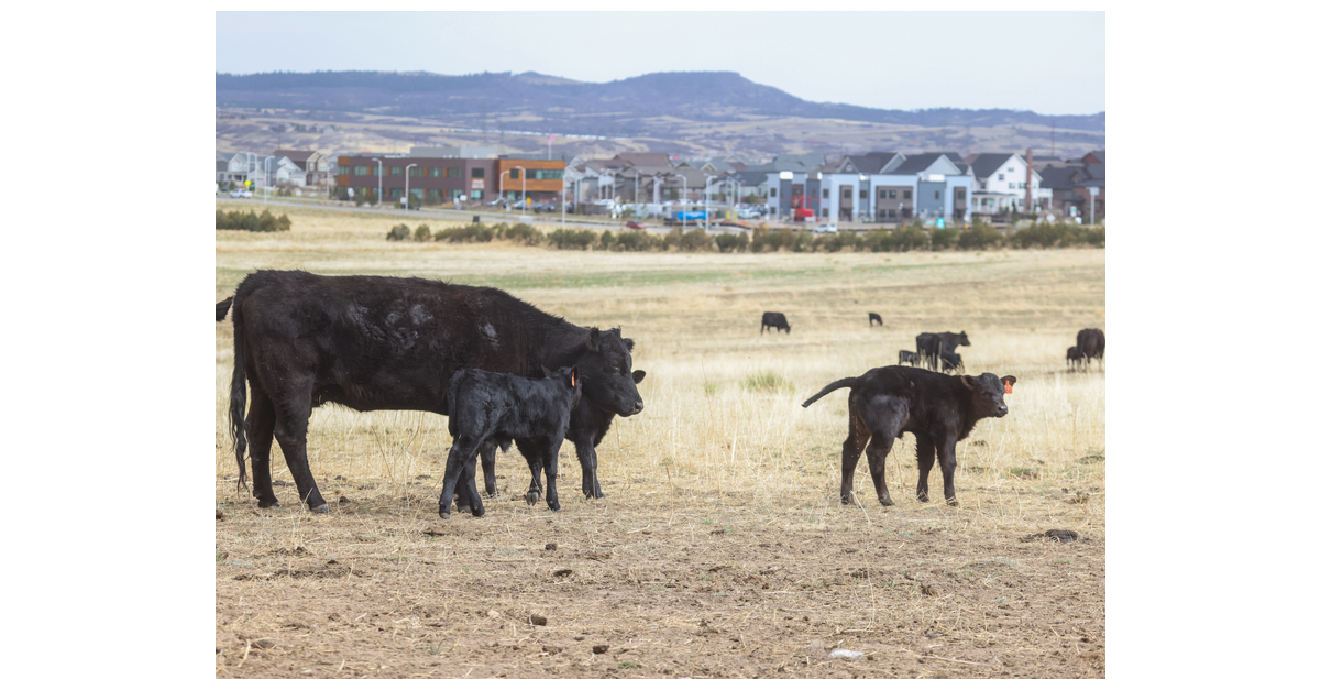 Cattle Provide Fire Mitigation Measure to Sterling Ranch, Colorado ...