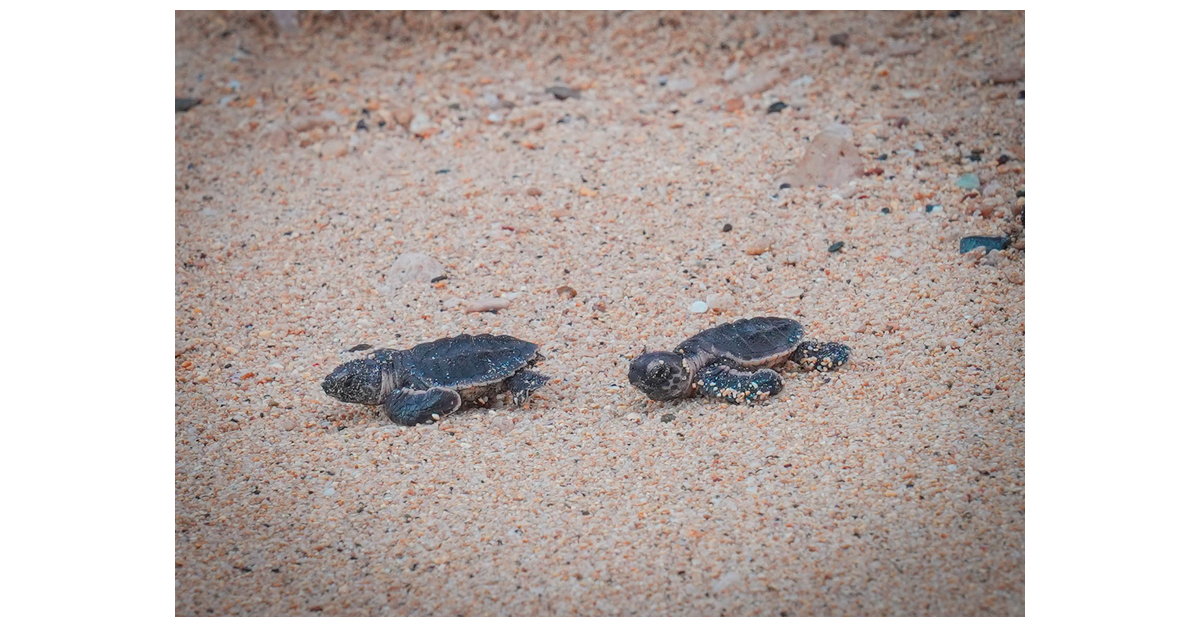 Sir Bu Nair Island, a Safe Haven for Rare Creatures | Business Wire