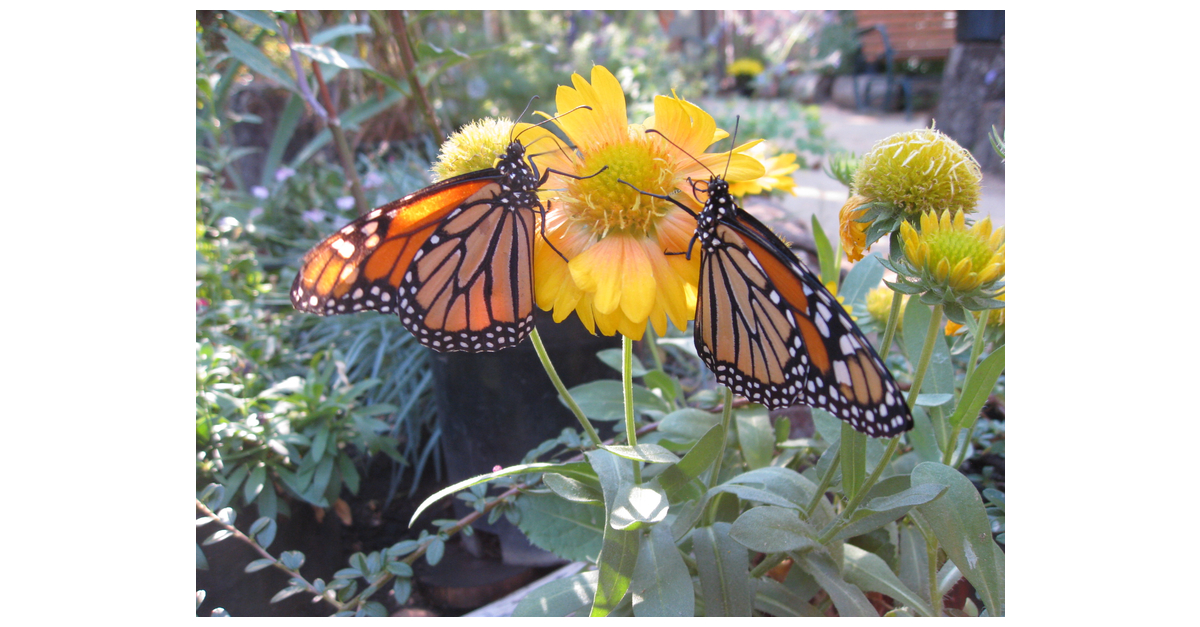 Hipcamp and Xerces Society Launch Ambitious 2.6 Million Acre Monarch ...