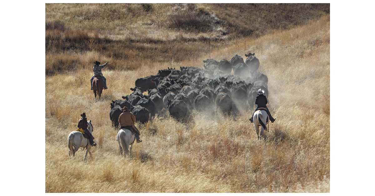 Cattle Provide Fire Mitigation Measure to Sterling Ranch, Colorado ...