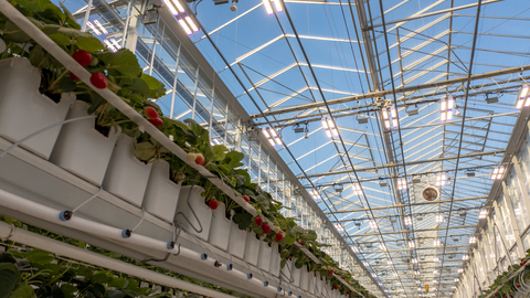 Mucci Farms Chooses Sollum Technologies Dynamic Grow Lights for ...