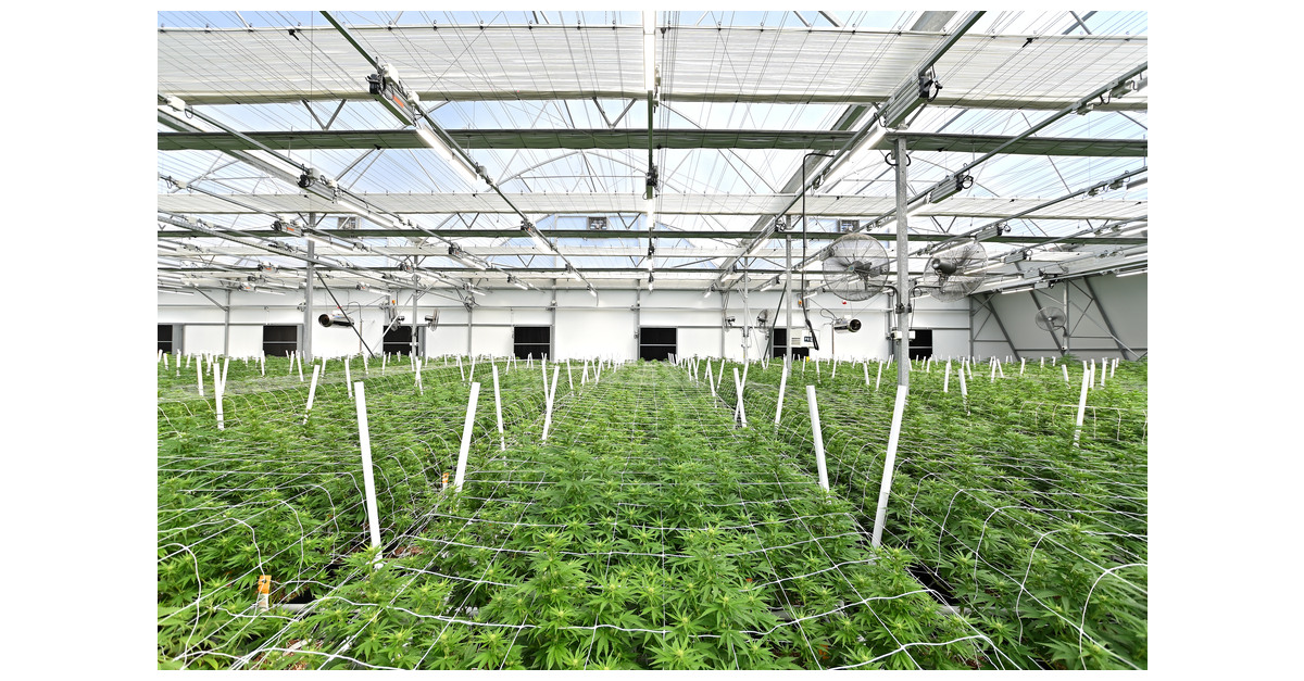 Fluence-Leuchten verbessern die Erzeugnisse von Cannabisanbauern ...