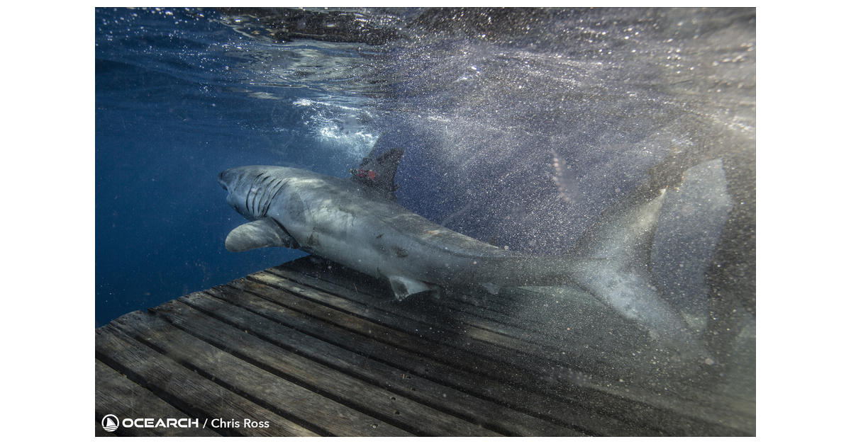 OCEARCH® Tags, Names White Shark in Honor of Relationship with Yamaha ...