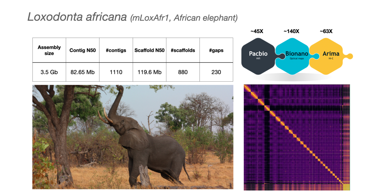 Colossal Biosciences and the Vertebrate Genomes Project Publish the ...