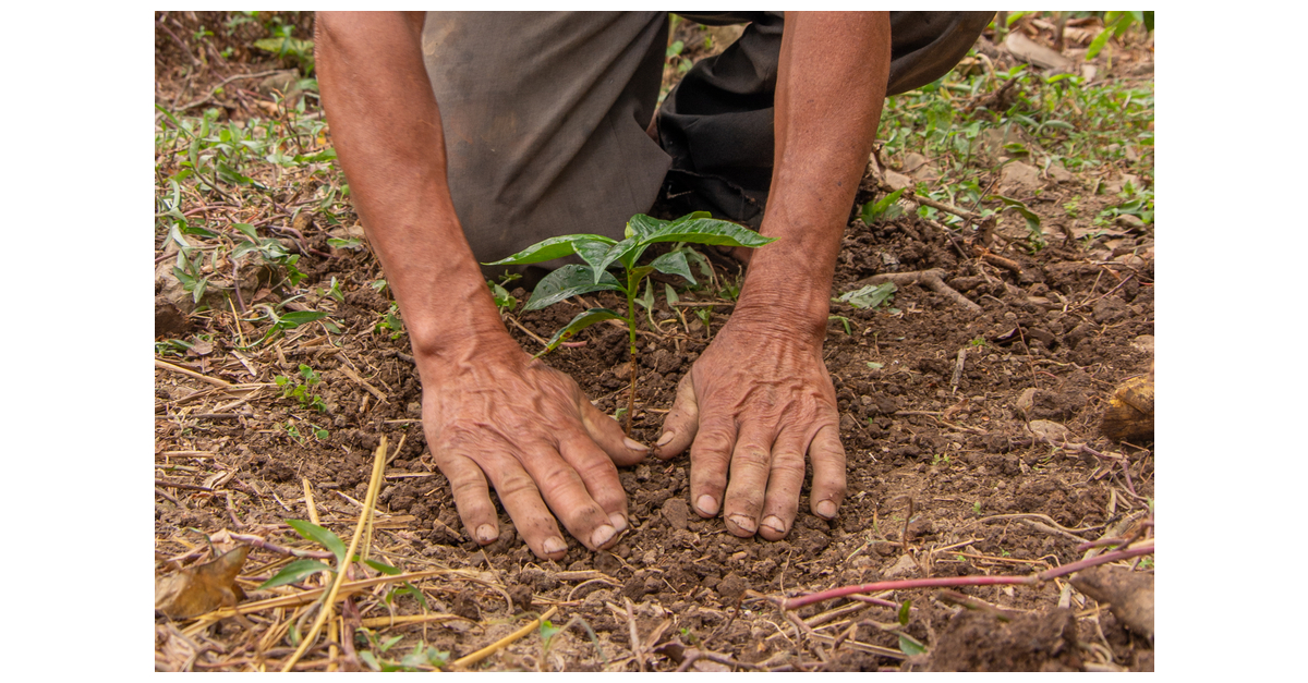 Mary Kay annonce des projets de reforestation pour 2023 et célèbre 15 ...